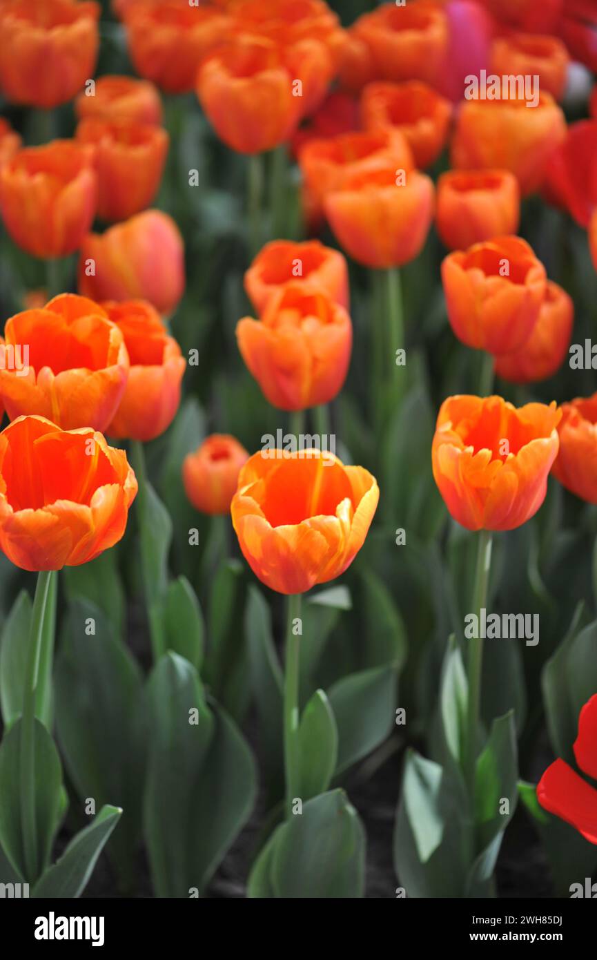 Orange Triumph tulips (Tulipa) Delta Storm bloom in a garden in April ...