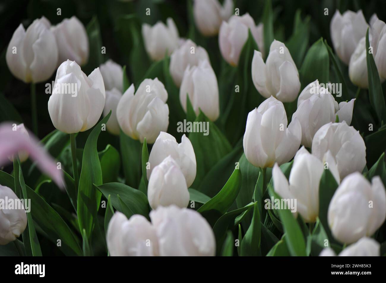 White Single Early tulips (Tulipa) Diamond Prince bloom in a garden in April Stock Photo - Alamy