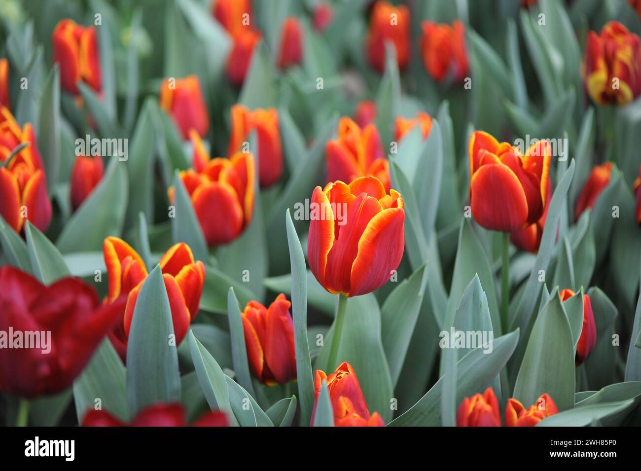 Orange-red with yellow edges Triumph tulips (Tulipa) Devenish bloom in ...