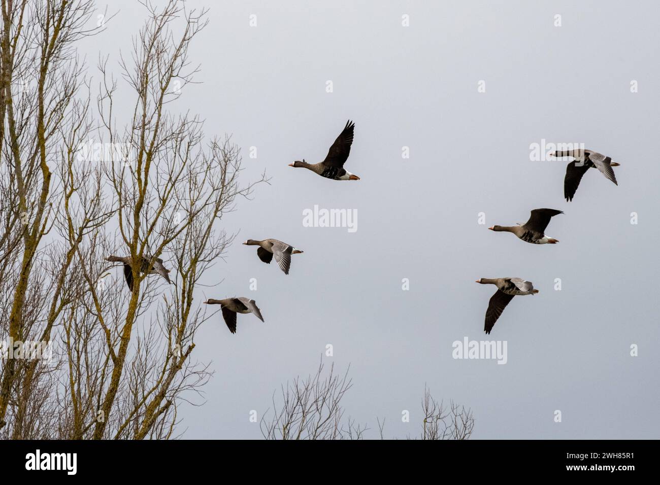 Graugänse im Anflug Graugänse im Flug Graugänse, fliegend *** Greylag ...
