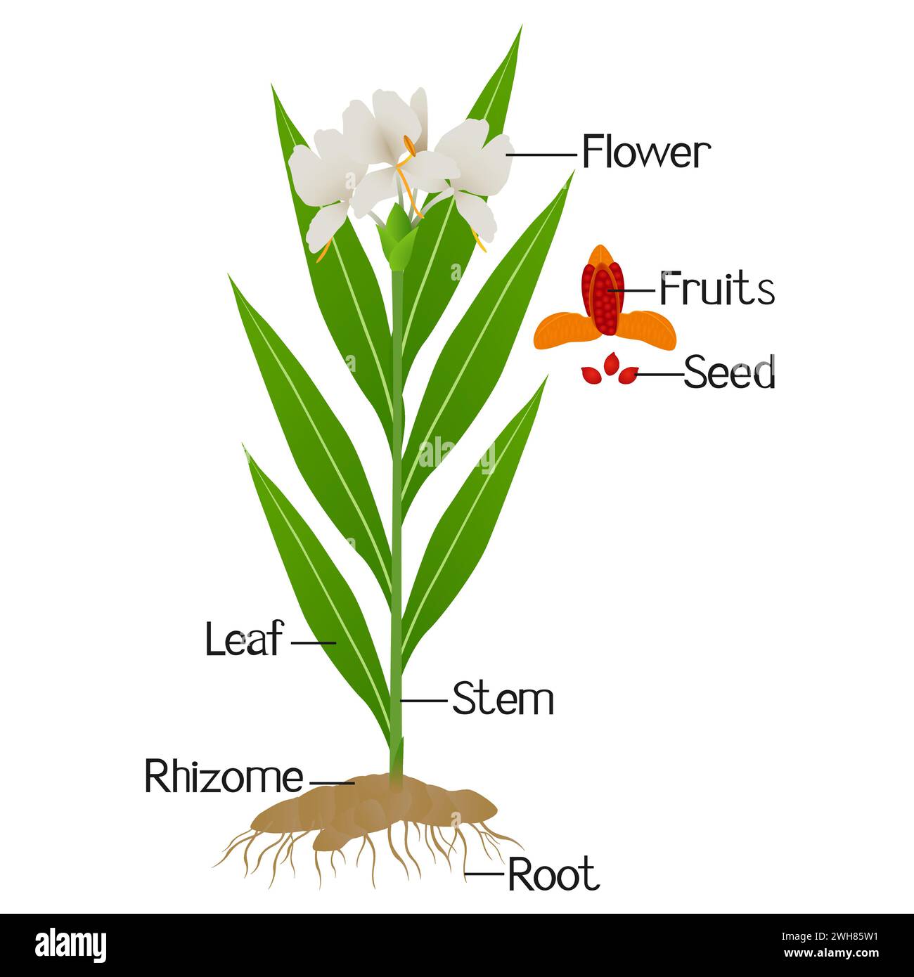 Zingiberaceae Flower
