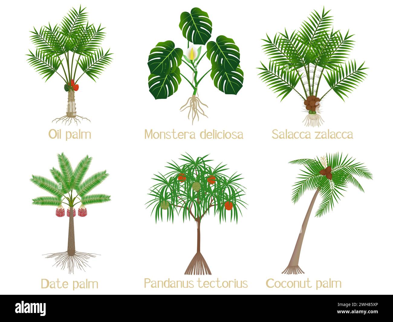 Hala tree Cut Out Stock Images & Pictures - Alamy