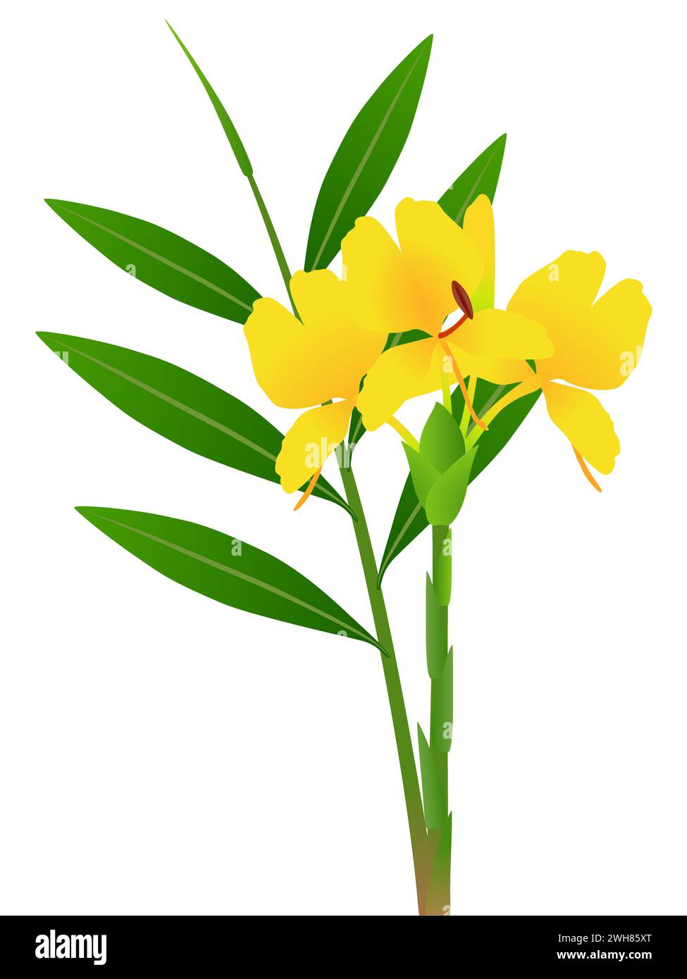 Zingiber officinale ginger flowers with leaves on a white background ...