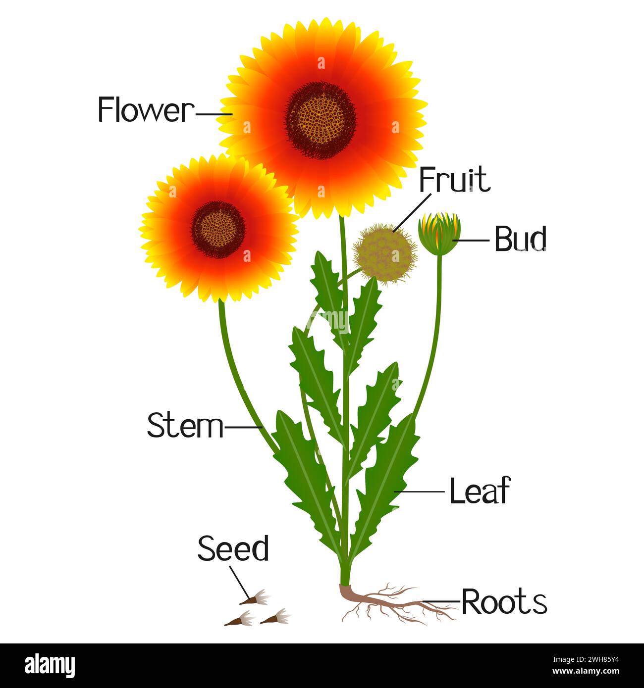 Parts of seed Stock Vector Images - Alamy