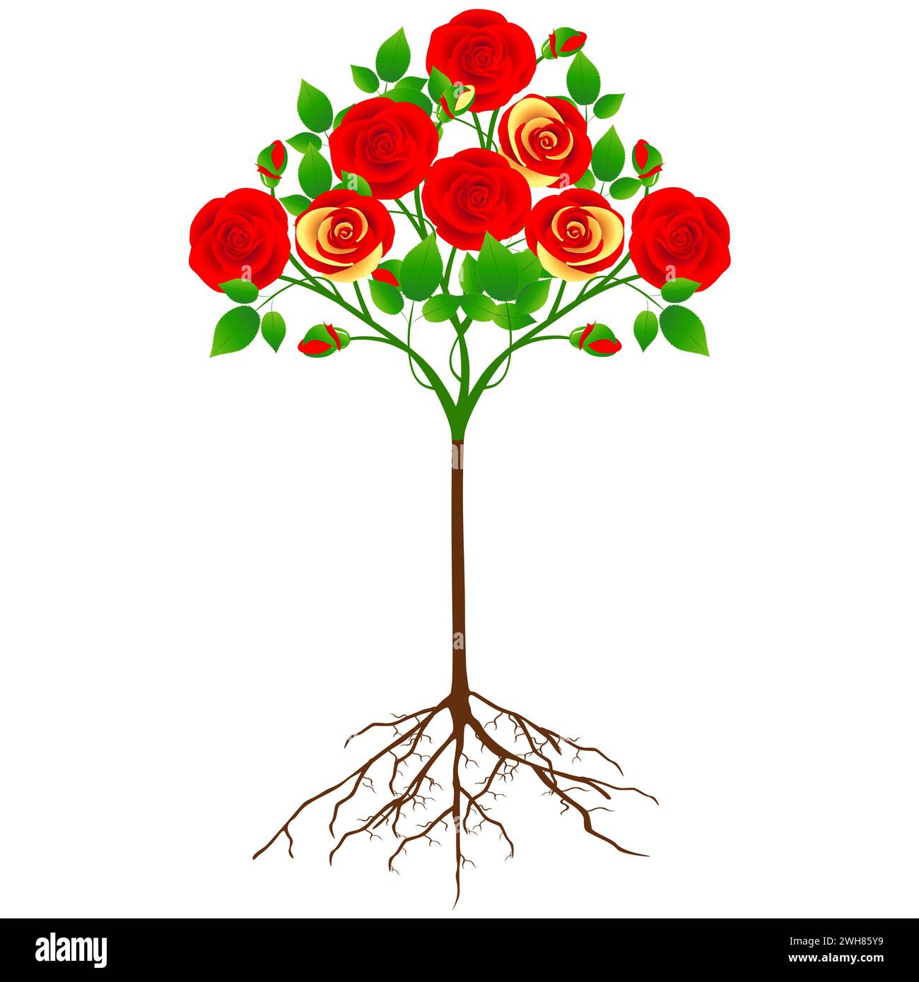 Red shrub rose Stock Vector Images - Alamy