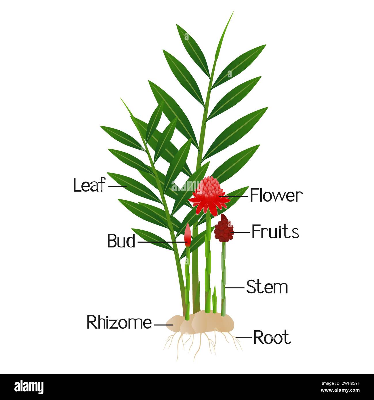 Parts of etlingera elatior, red torch ginger flower isolated on a white ...