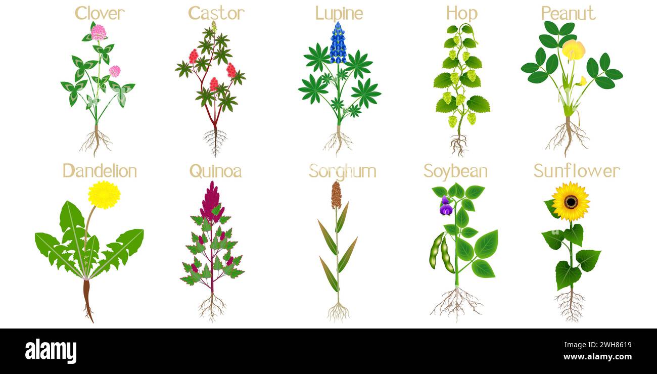 Set of agricultural plants with roots on white Stock Vector Image & Art ...