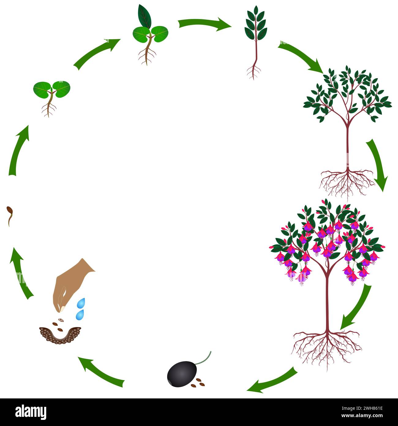 Life cycle of a fuchsia plant plant on a white background Stock Vector ...