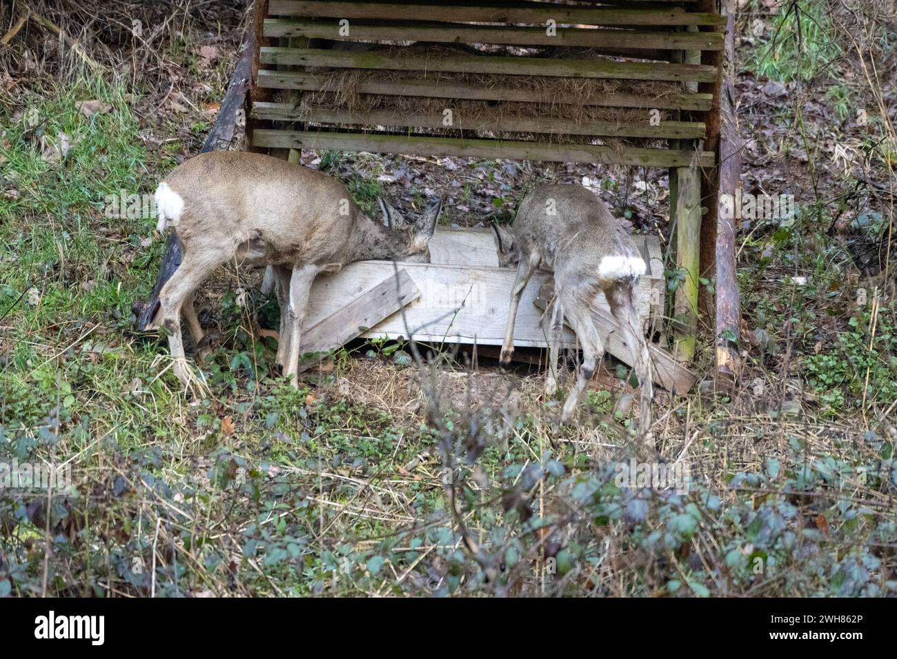 Rehe im Fellwechsel Rehe im Fellwechsel Rehe im Wald *** Deer changing ... Rehe im Fellwechsel Rehe im Fellwechsel Rehe im Wald *** Deer changing ...