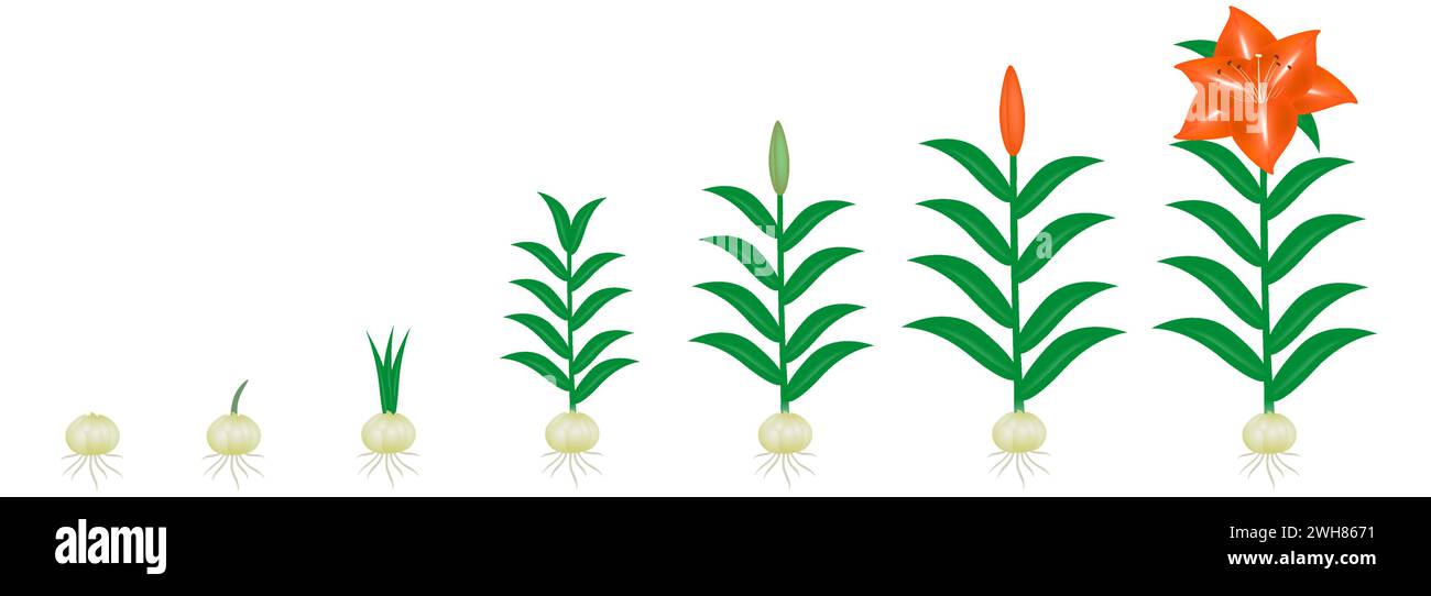 Cycle of growth of lily plant isolated on a white background Stock ...