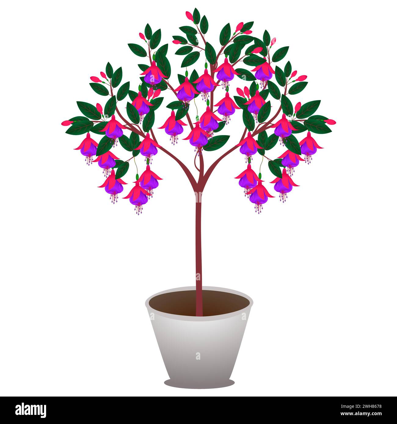 Fuchsia tree in a pot isolated on white background Stock Vector Image ...