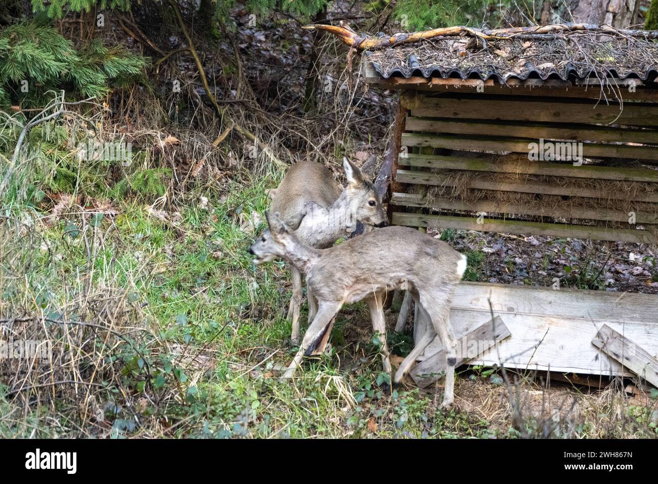 Rehe im fellwechsel hi-res stock photography and images - Alamy Rehe im fellwechsel hi-res stock photography and images - Alamy