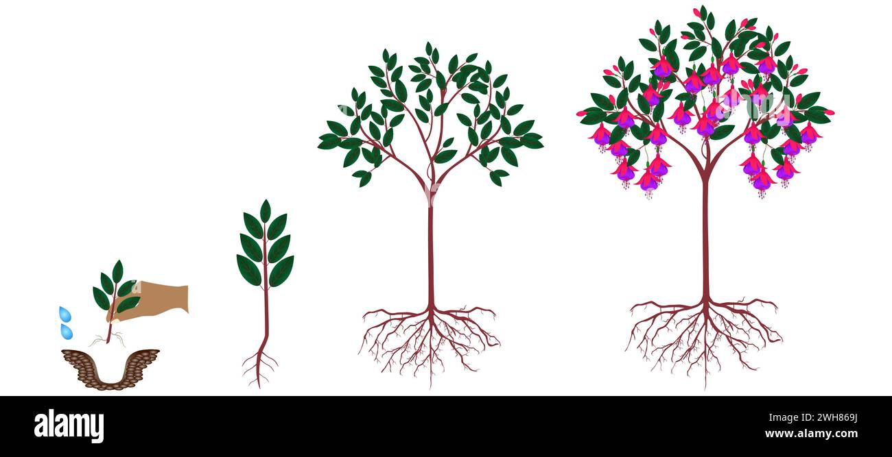 Cycle of growth of a fuchsia plant on a white background Stock Vector ...