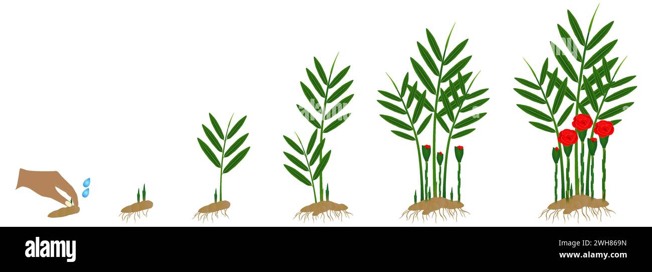 Cycle growth of etlingera corneri (Rose of Siam) ginger plant on a ...