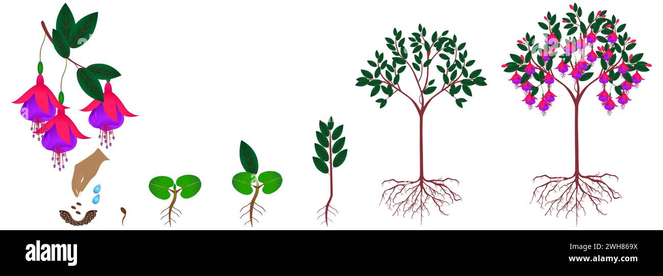 Cycle of growth of a fuchsia plant from seeds on a white background ...