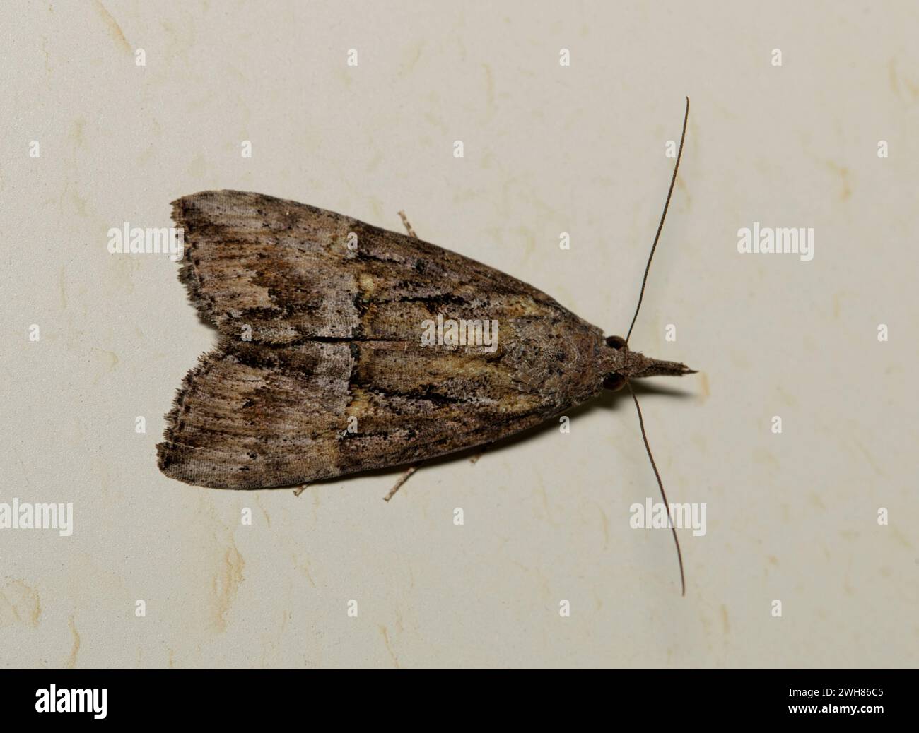 Green Cloverworm Moth (Hypena scabra) isolated on an exterior wall in ...