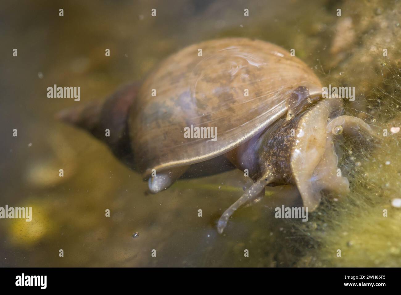 Lymnaa stagnalis hi-res stock photography and images - Alamy