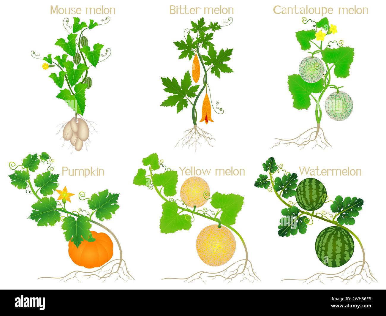 Set of melon plants with roots on a white background Stock Vector Image ...