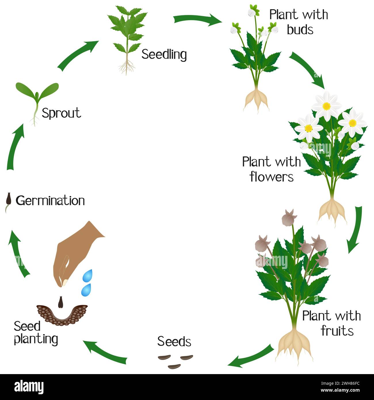 Life cycle of flowers Stock Vector Images - Alamy