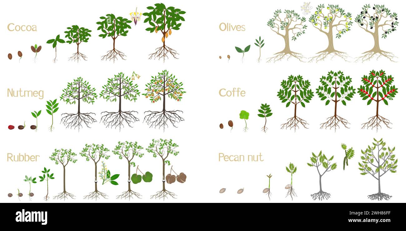 Set of growth cycles of trees with fruits on a white background Stock ...