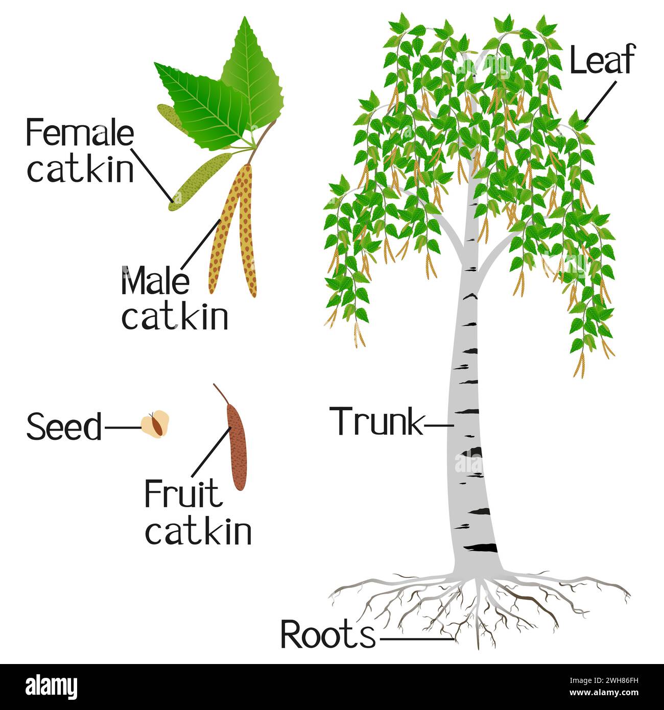 Parts of birch tree isolated on a white background Stock Vector Image ...