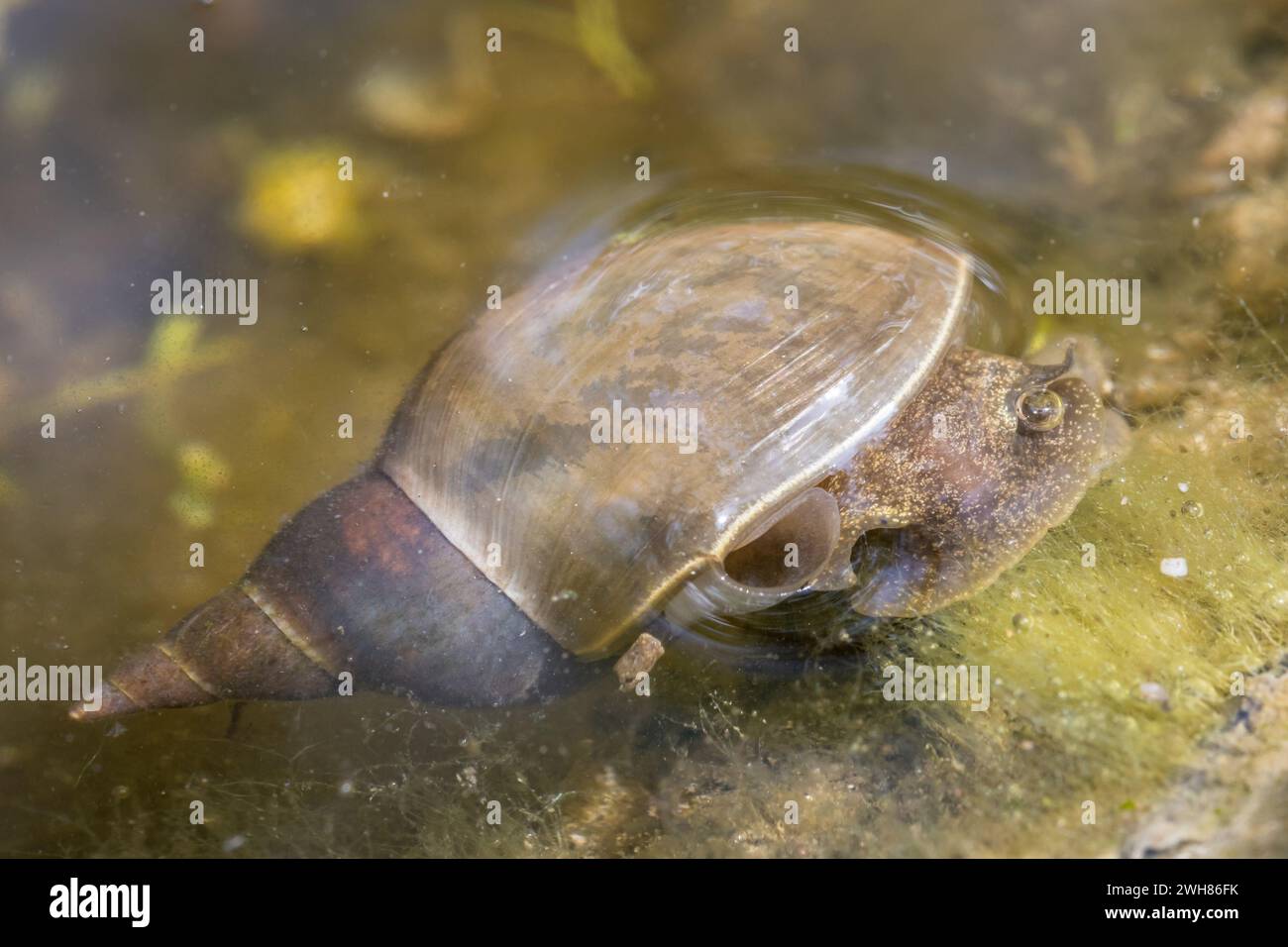 Lymnaa stagnalis hi-res stock photography and images - Alamy