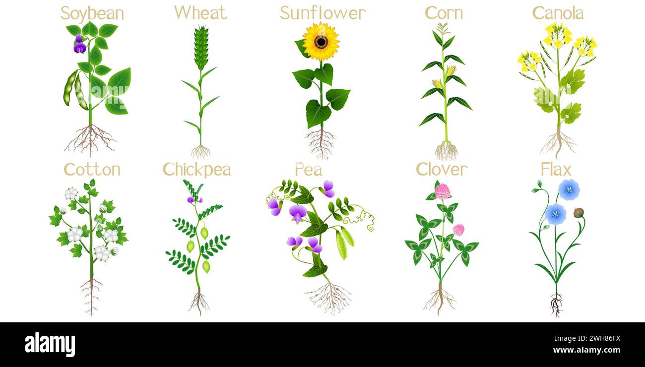 Set of technical plants isolated on white background Stock Vector Image ...