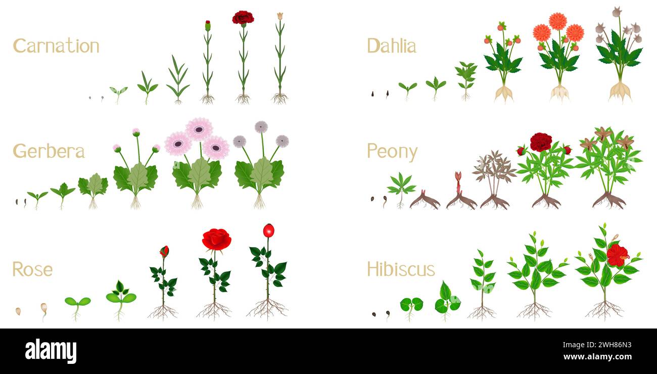Set of growth cycles of flowers on a white background Stock Vector ...