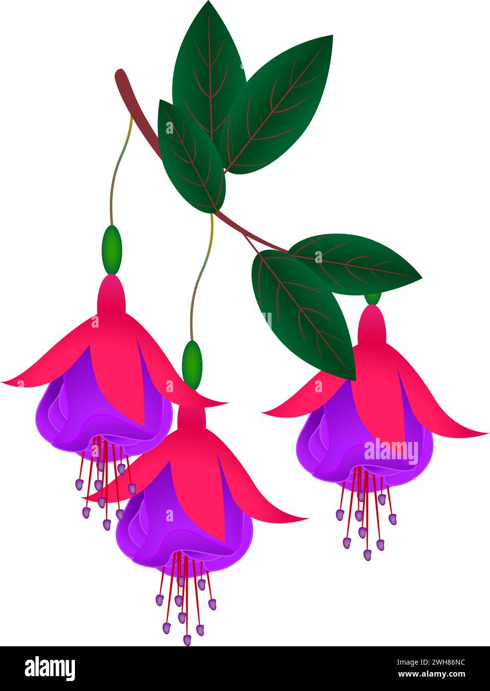 Fuchsia hang plant hi-res stock photography and images - Alamy