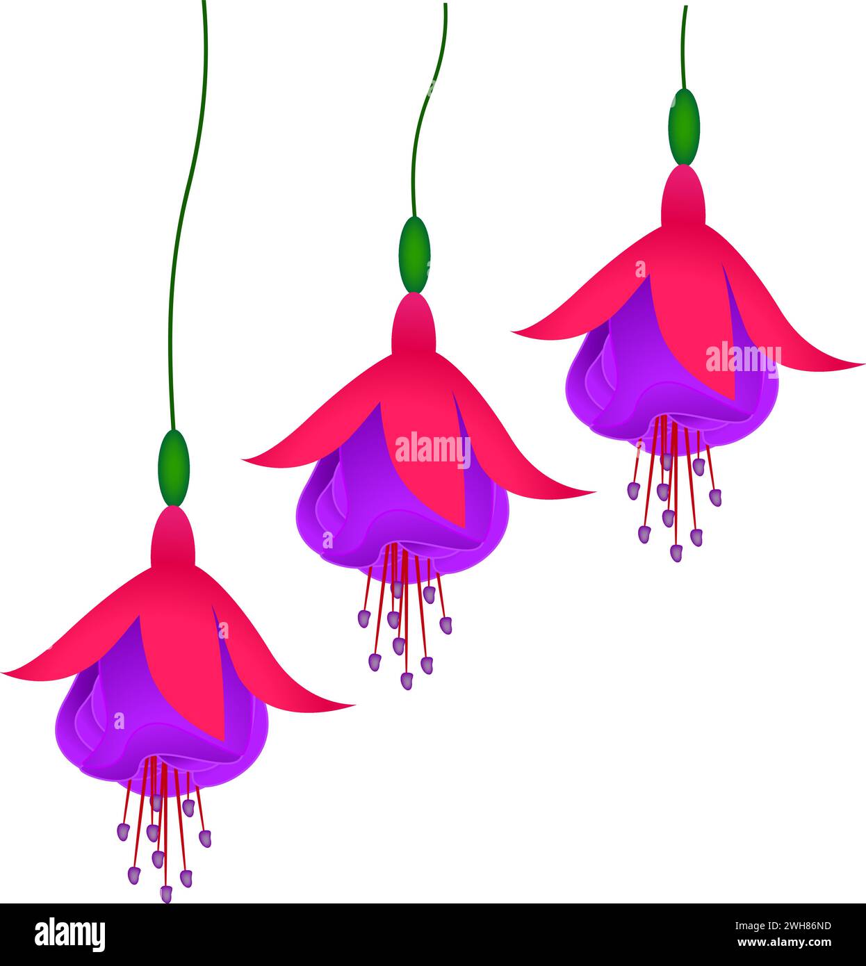 Fuchsia garden Stock Vector Images - Alamy