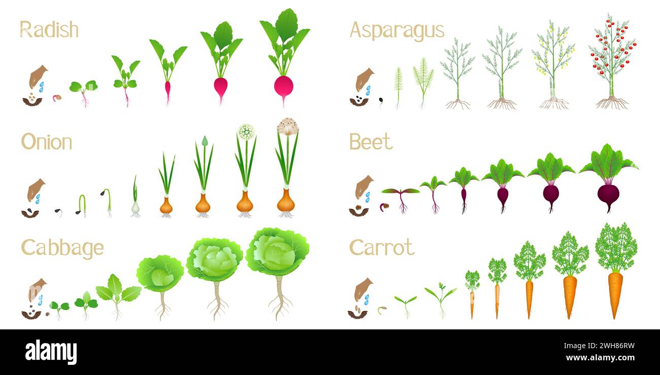 Set of cycles of growth of vegetables on a white background Stock ...