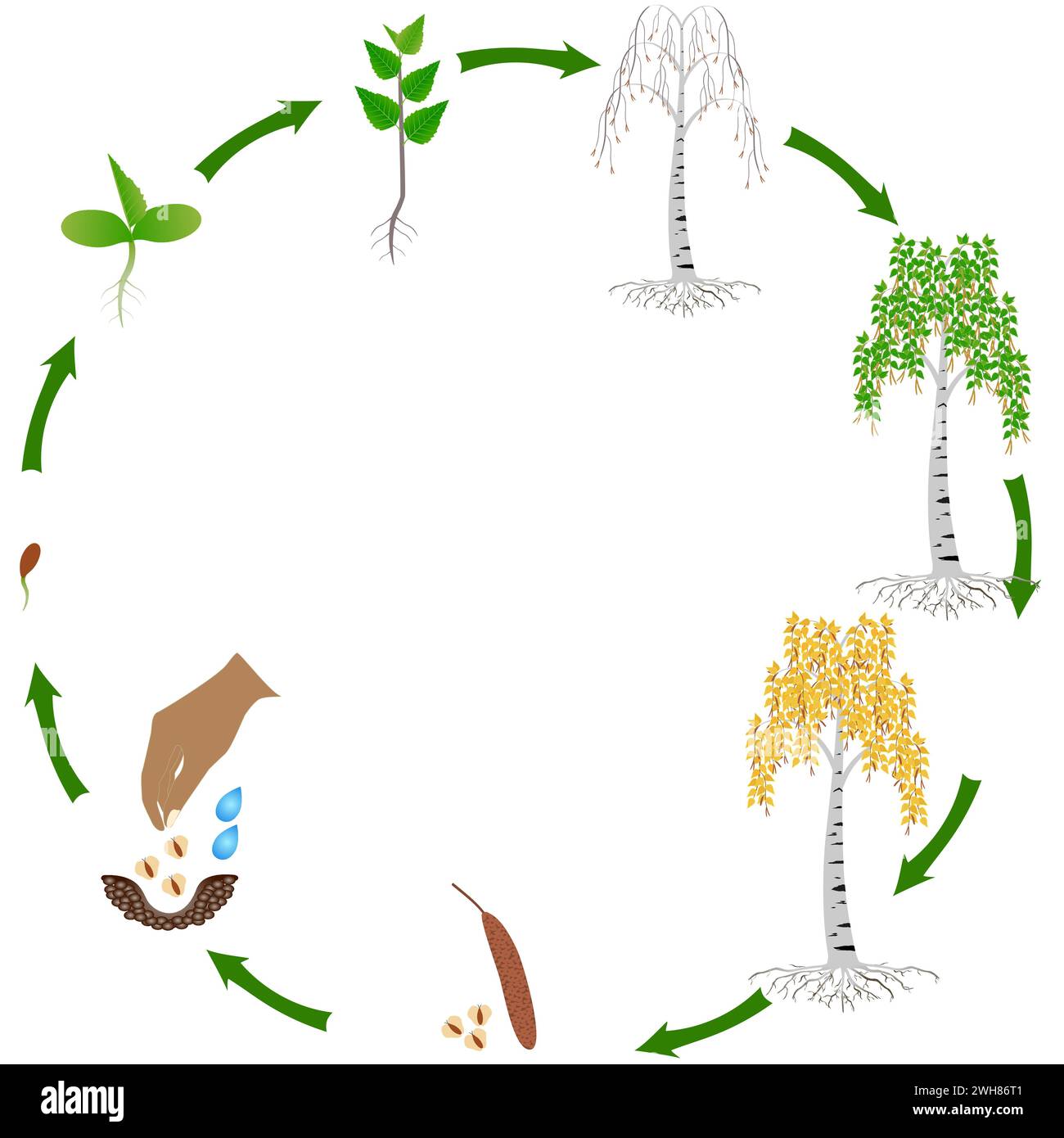 Life cycle of a birch plant on a white background Stock Vector Image ...