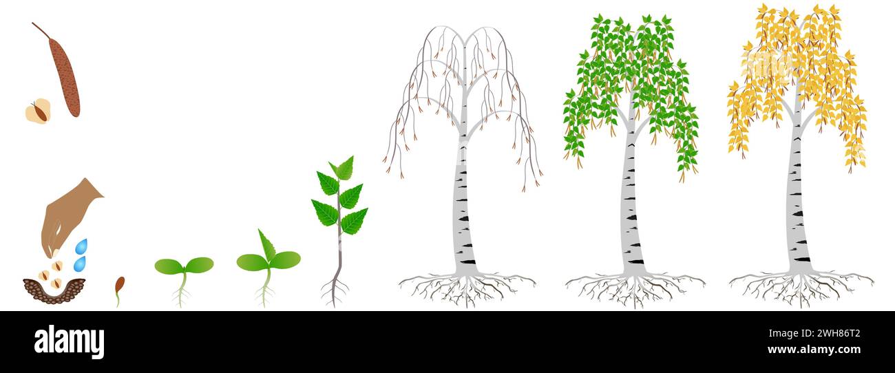 Cycle of growth of a birch tree on a white background Stock Vector ...