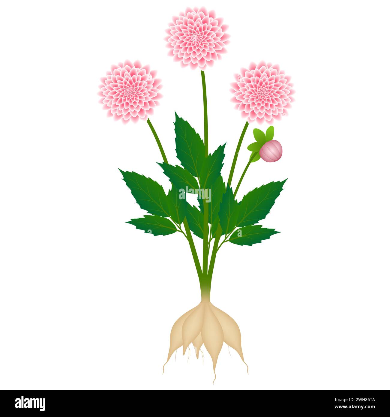 Pink dahlias with roots on a white background Stock Vector Image & Art ...