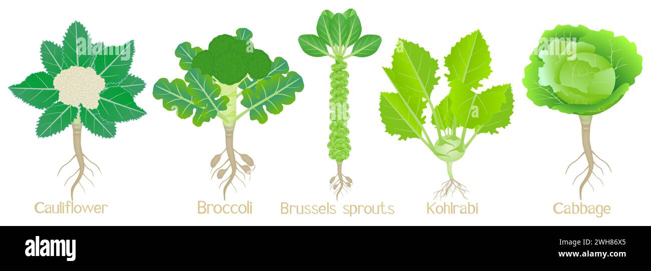 Set of cabbage plants with roots isolated on white background Stock ...