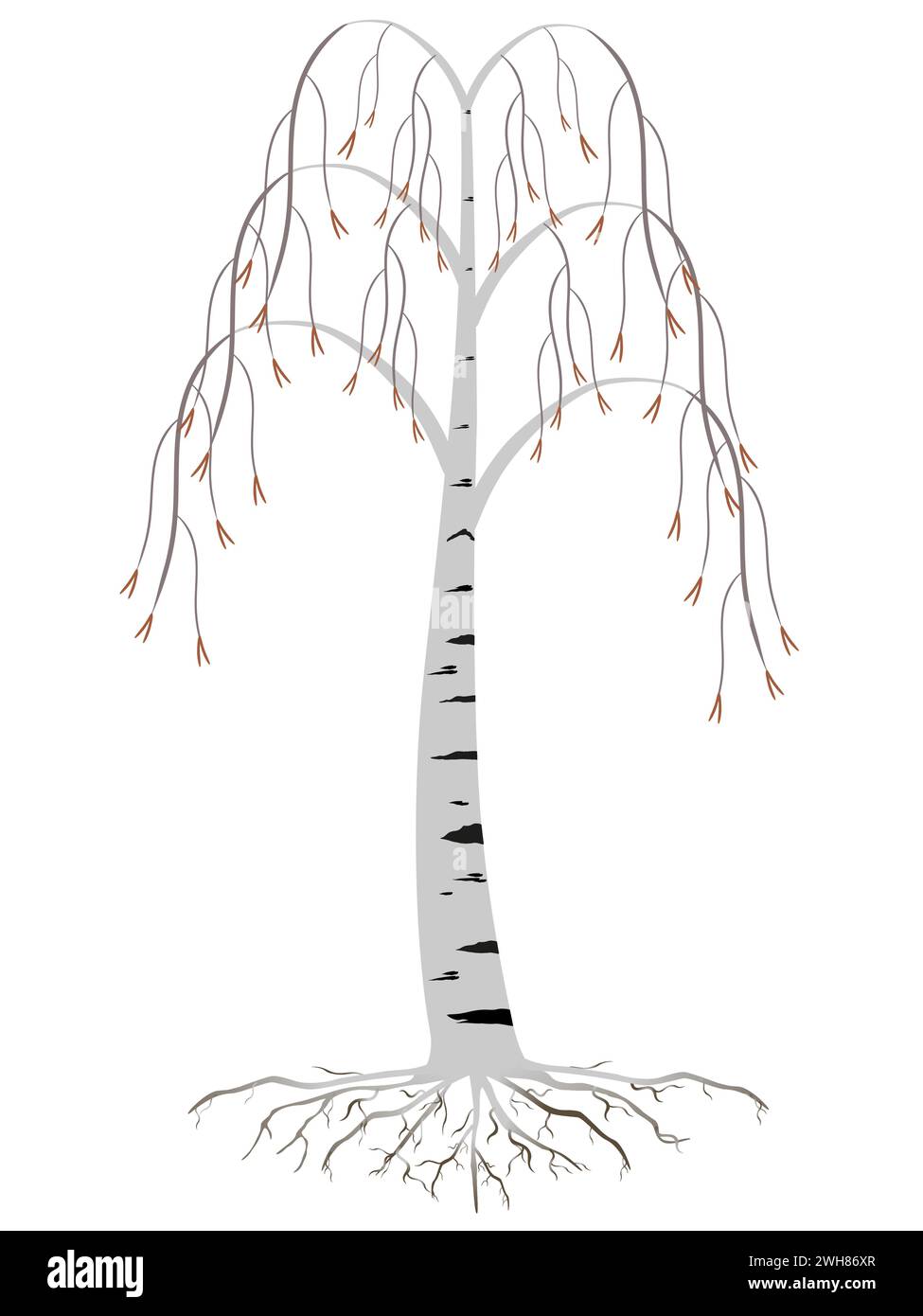 Wild birch tree forest Stock Vector Images - Alamy