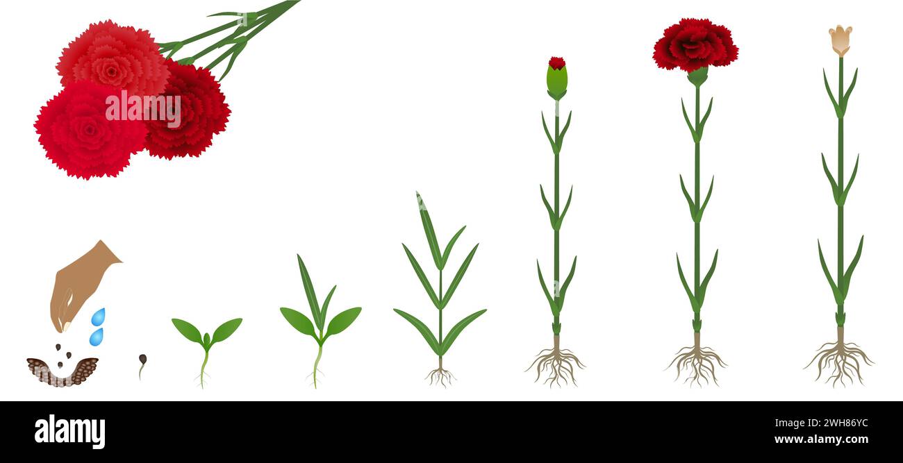 Cycle of growth of a carnation flowers isolated on a white background ...