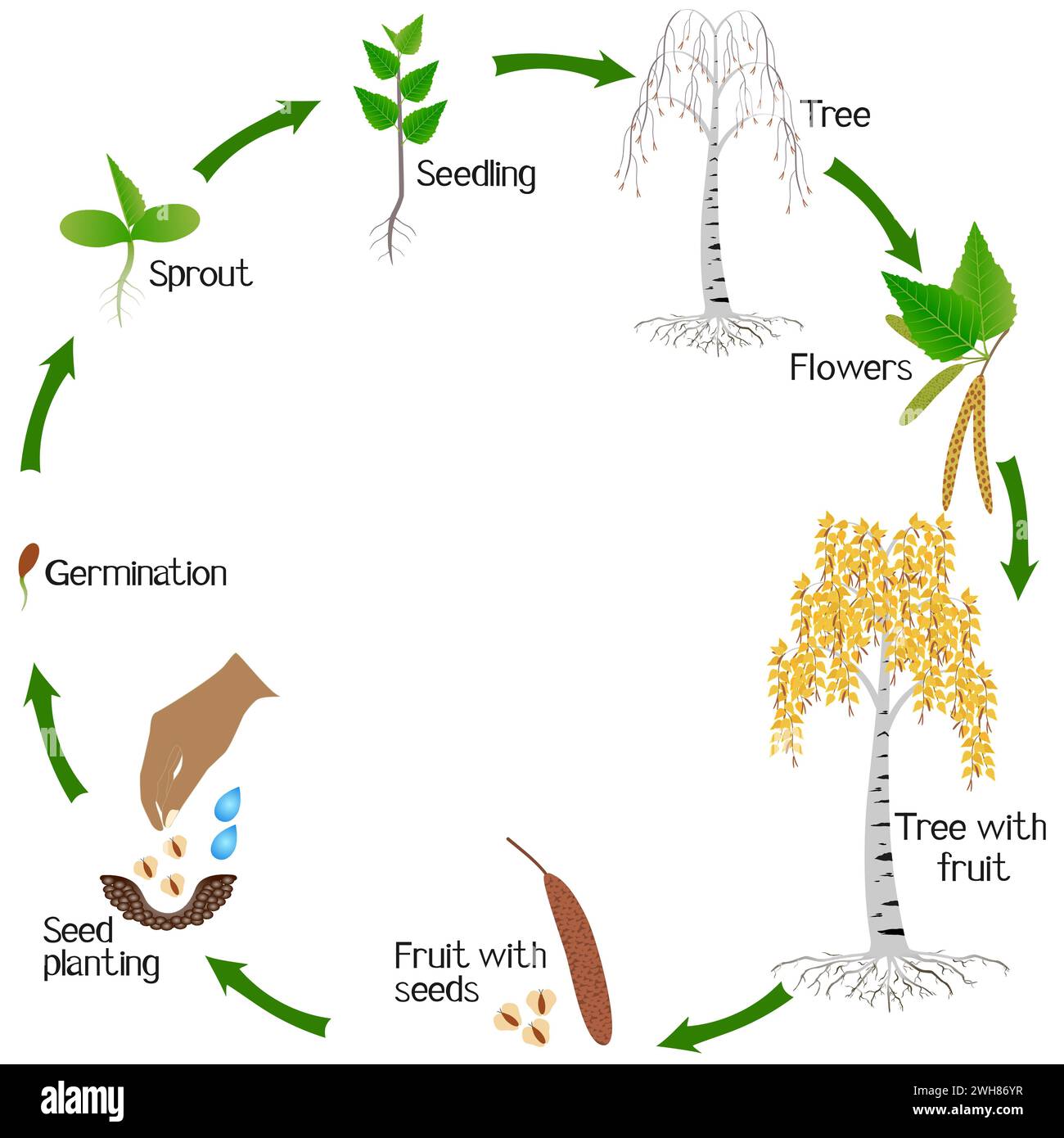 A growth cycle of a birch plant on a white background Stock Vector ...