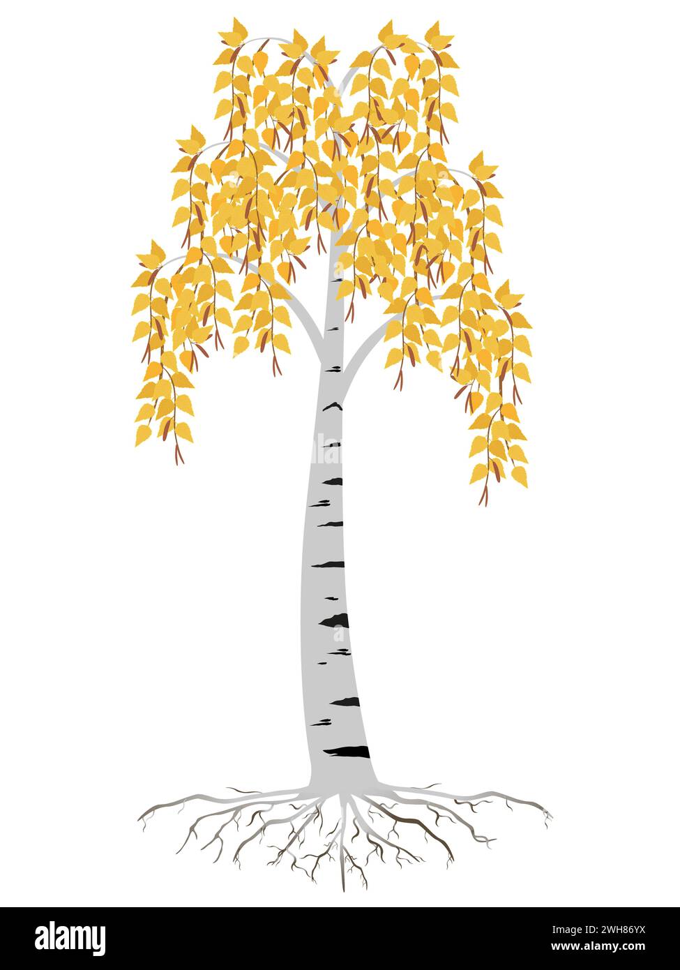 Autumn birch tree with roots on a white background Stock Vector Image ...