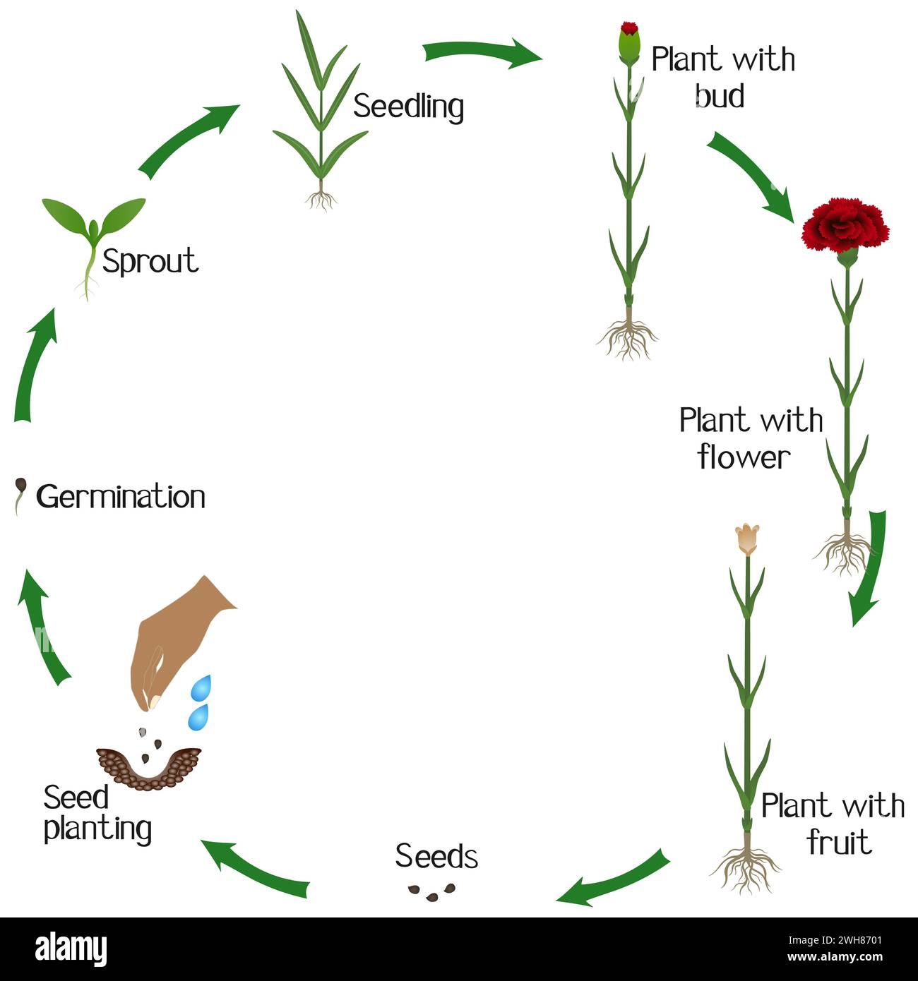 A growth cycle of a carnation flowers on a white background Stock ...