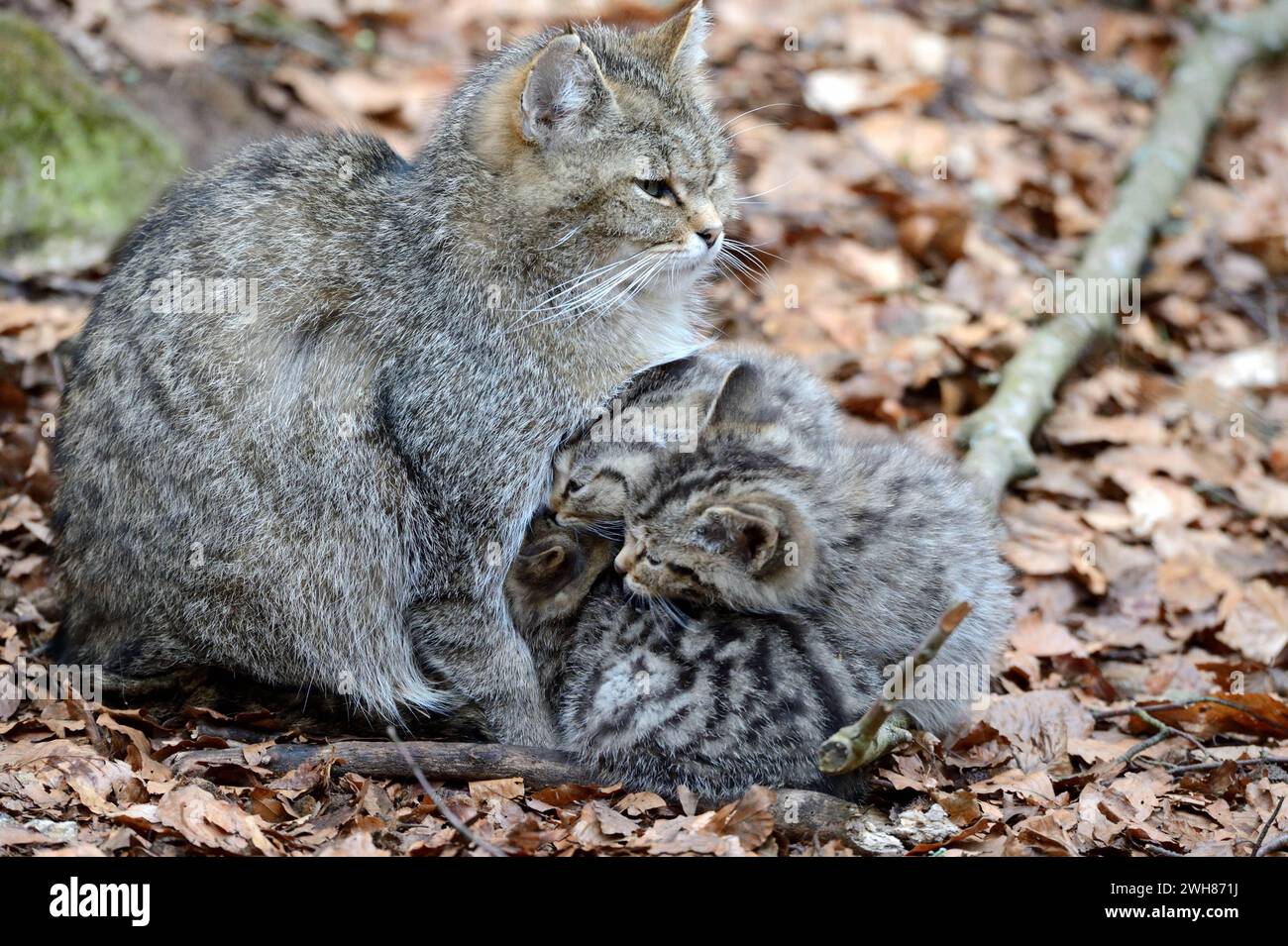 Wildkatze mit Jungen Wildkatze Wildkatze *** Wildcat with cubs Wildcat ...