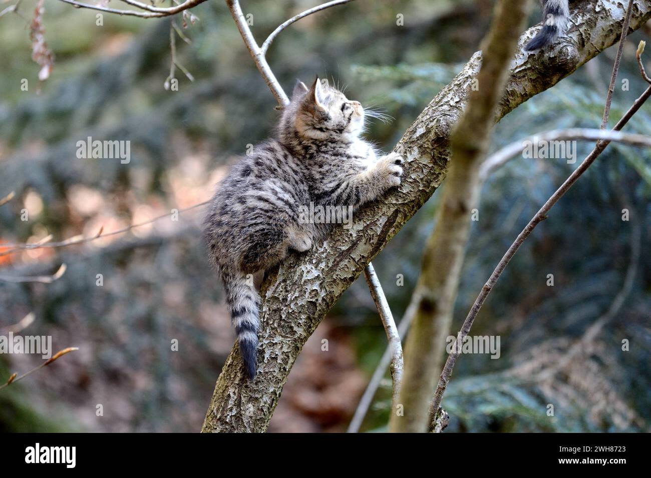 Wildkatze mit Jungen Wildkatze Wildkatze *** Wildcat with cubs Wildcat ...