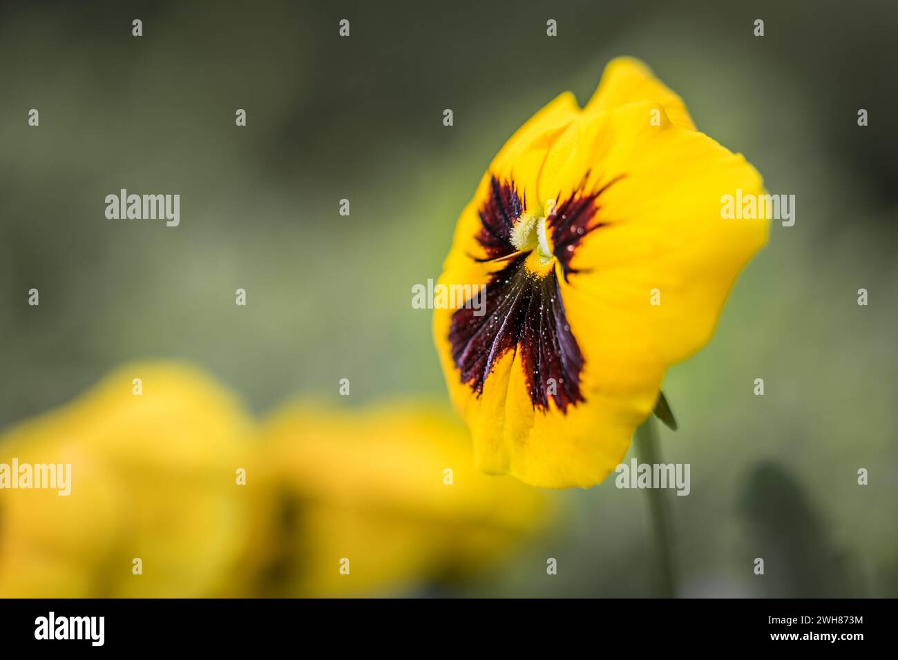 Close-up of a garden pansy flower with colorful blossoms in a flower ...