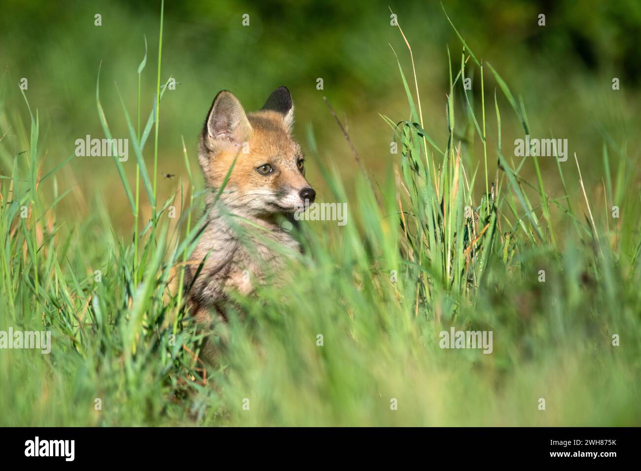 Fuchs, Welpen, Wiese Jungfüchse, Füchse Jungfuchs in Baunähe *** Fox ...