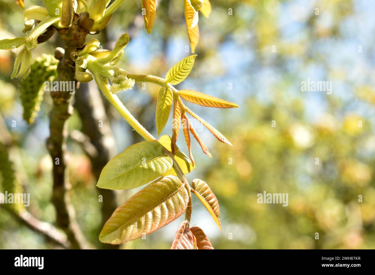 The first leaves on a young tree in spring hi-res stock photography and ...