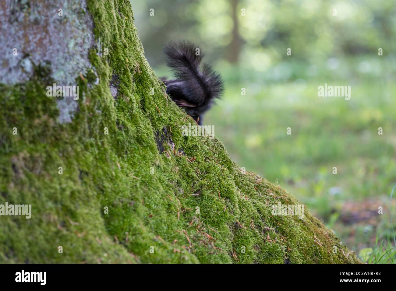 Squirrel scurries behind a tree and only the tail is still visible in a ...