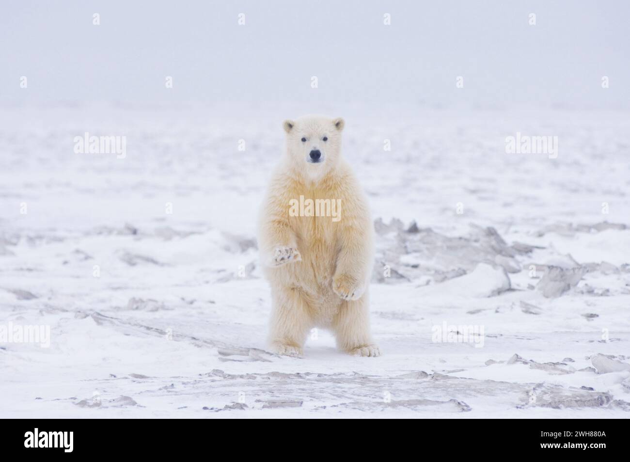 polar bear, Ursus maritimus, curious koy spring cub standing upright on ...
