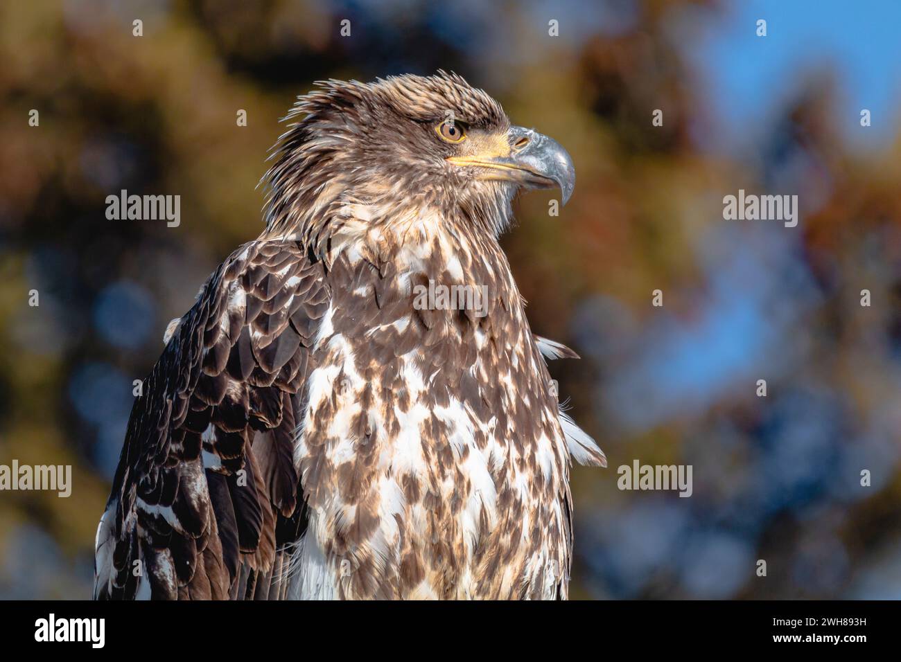 Juvenile Bald Eagle in Portrait Stock Photo - Alamy
