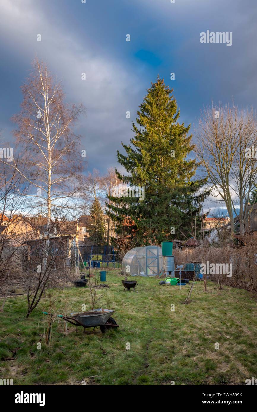 Winter garden without snow with greenhouse and tall spruce tree Stock ...