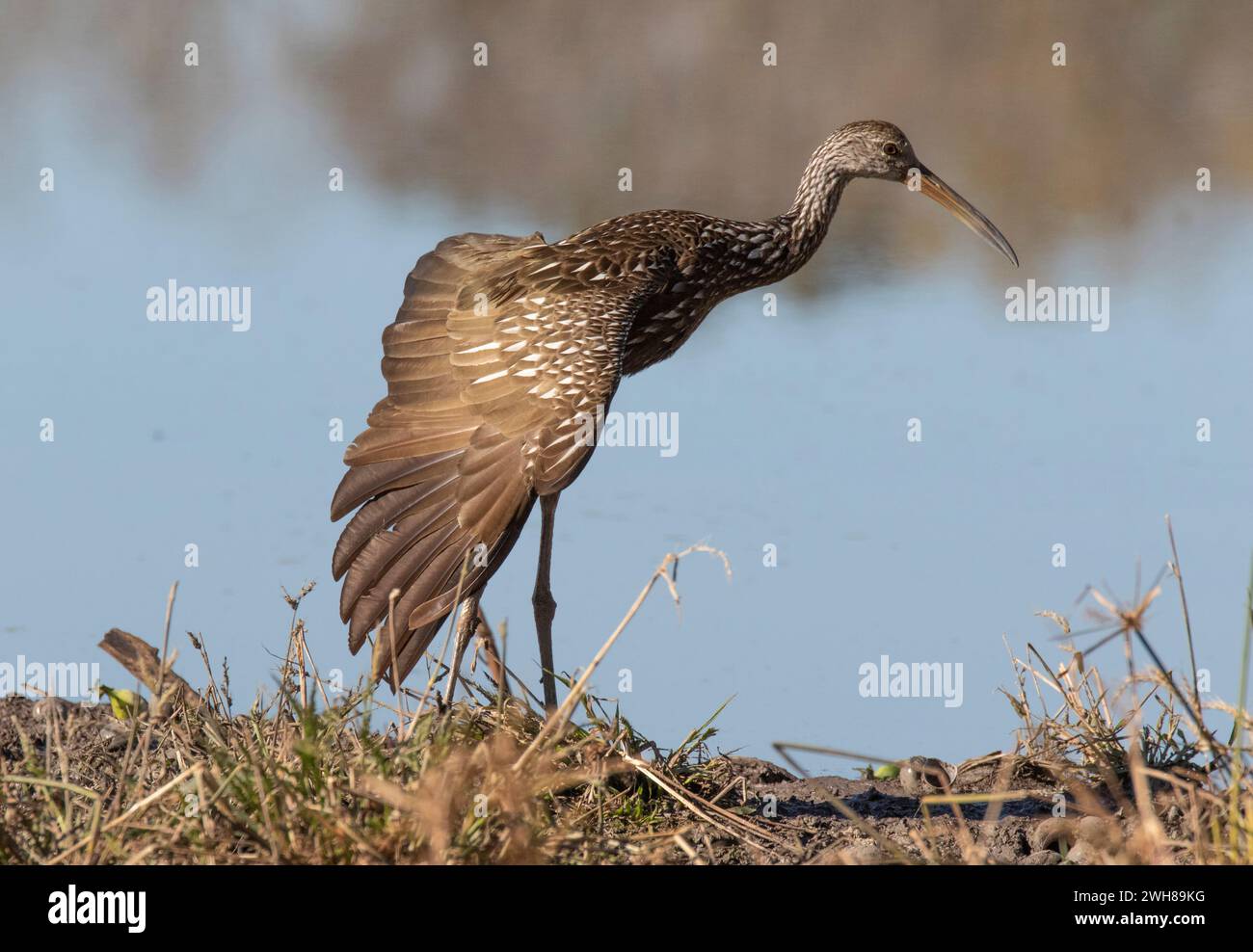 Limpkin (Aramus guarauna) stretching wing, Cullinan Park, Texas, USA ...